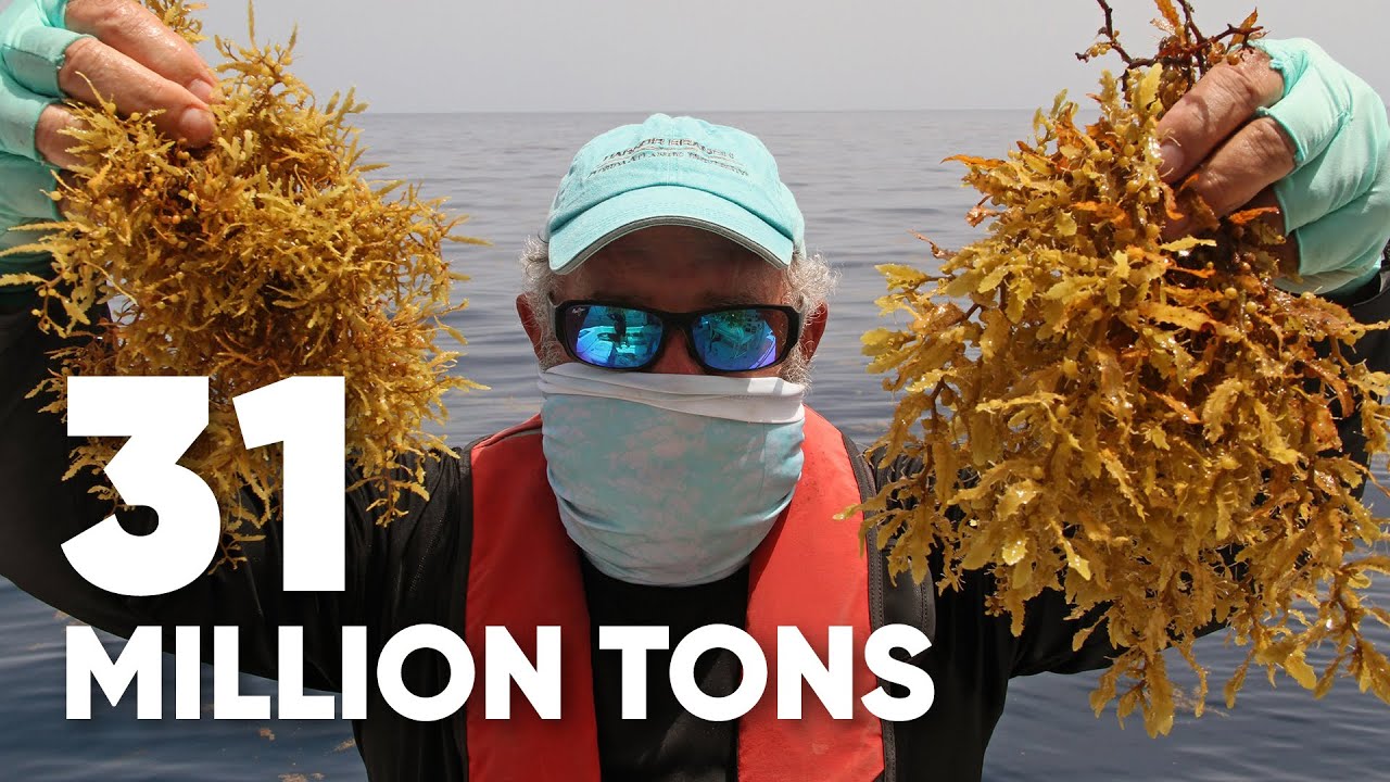 Managing Massive Seaweed Invasion | Science In Seconds - YouTube