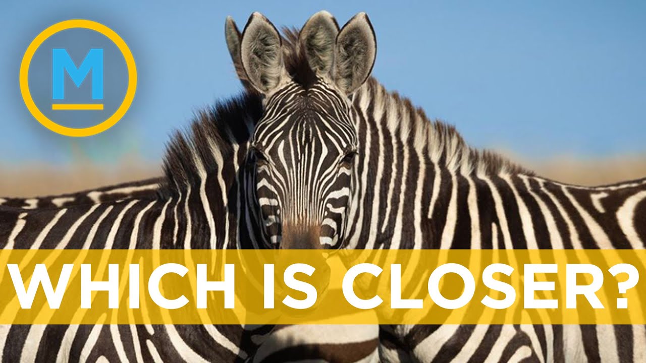 The internet's newest optical illusion has people wondering which zebra ...