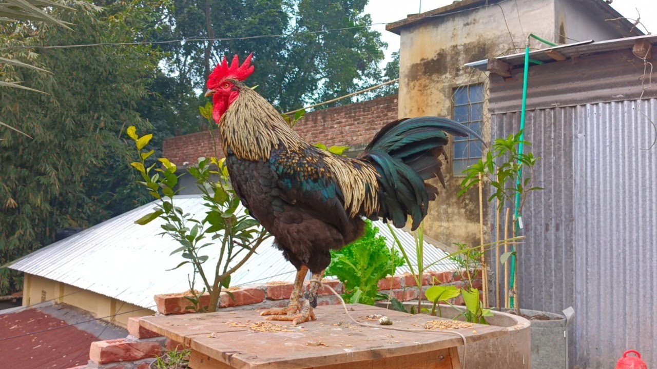 Imperessive rooster crowing in the morning compilations 2024 - YouTube