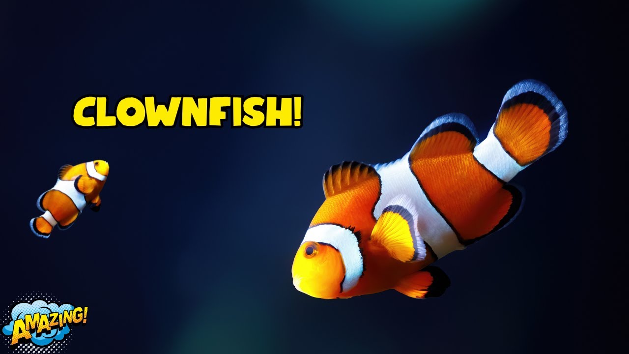 The Amazing Clownfish | Educational video - YouTube