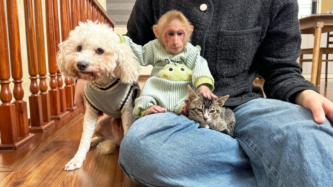 Bibi has special love for Lu and the kitten after many days of ...