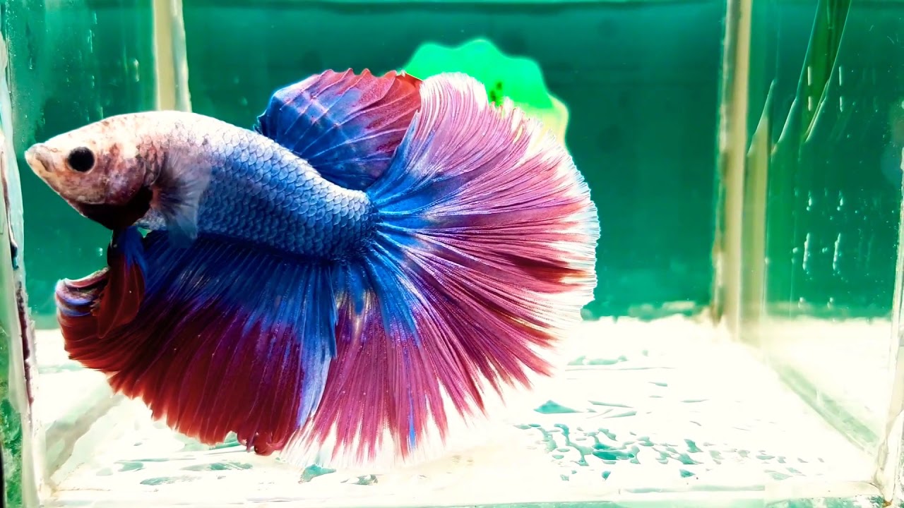 Betta half moon fancy - YouTube