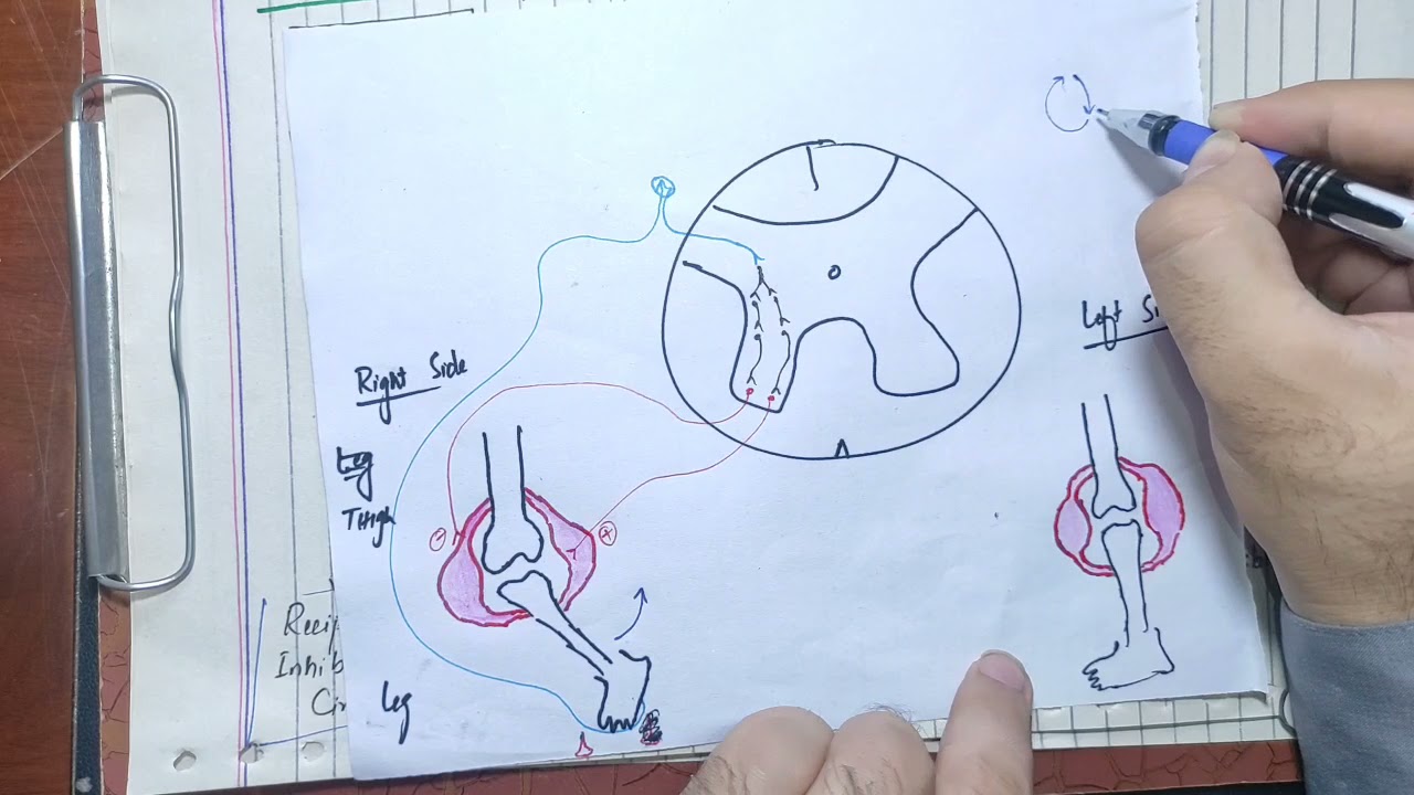 guyton 55 part 6,flexor reflexes,withdrawal Reflexes and crossed ...