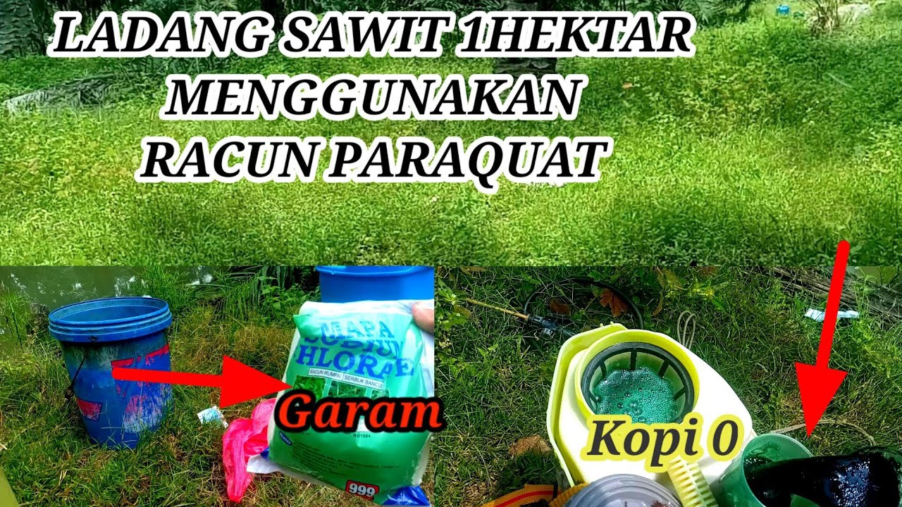 LADANG SAWIT||1HEKTAR MENGGUNAKAN RACUN|PARAQUAT DAN CAMPURANYA.#garam ...