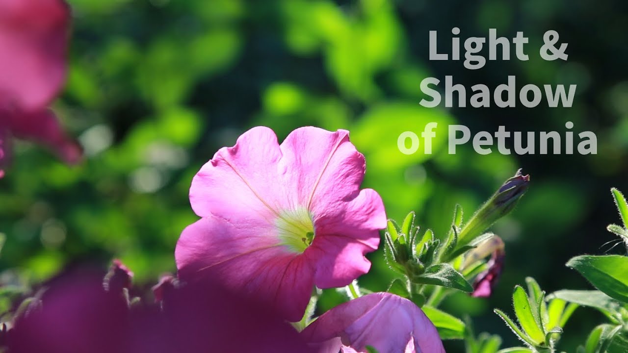 Beautiful Flower - Light and Shadow of Petunia - YouTube