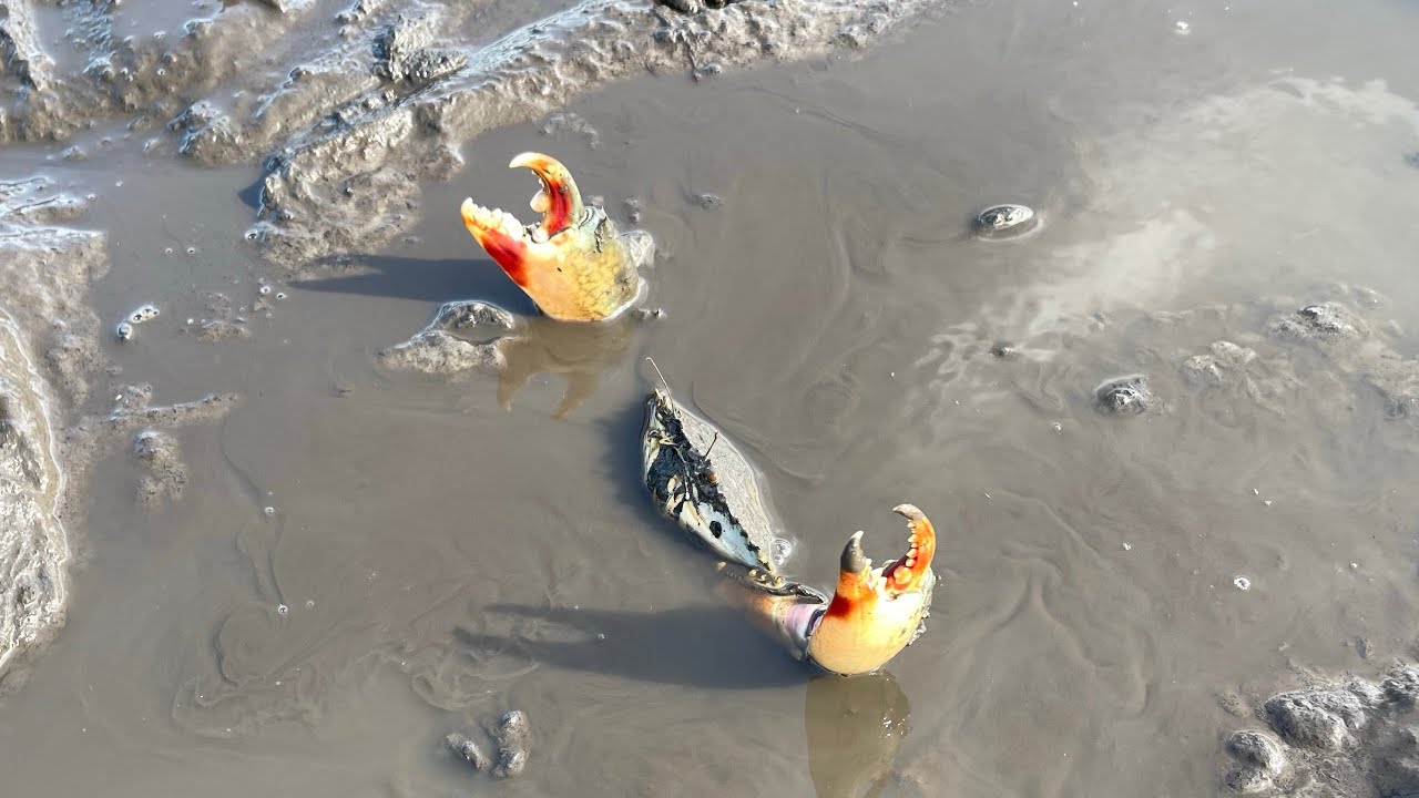 Amazing Hand Fishing- Catching Mud Crab By Hand - YouTube