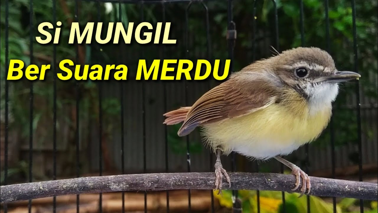 Burung cikrak bambu nyuling merdu sekali - YouTube