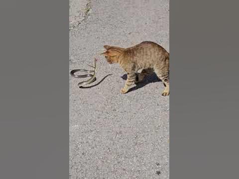 Cat vs Snake fight. - YouTube