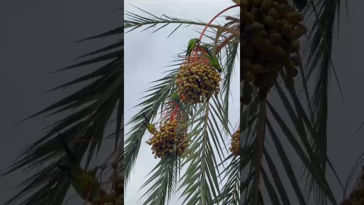 Eating Palm Fruit Shorts Parrots Tenerife Island YouTube Eating Palm Fruit Shorts Parrots Tenerife Island YouTube