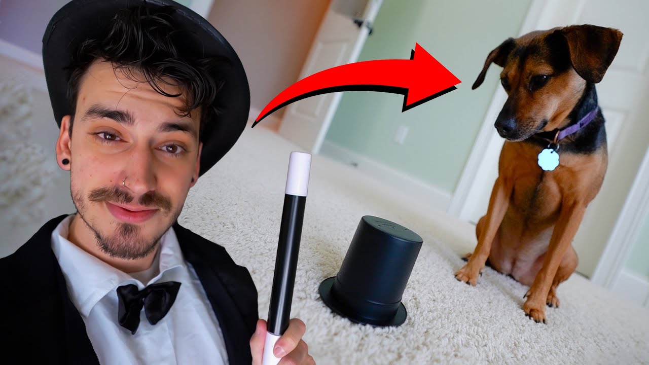 I Taught My Dog MAGIC TRICKS... - YouTube