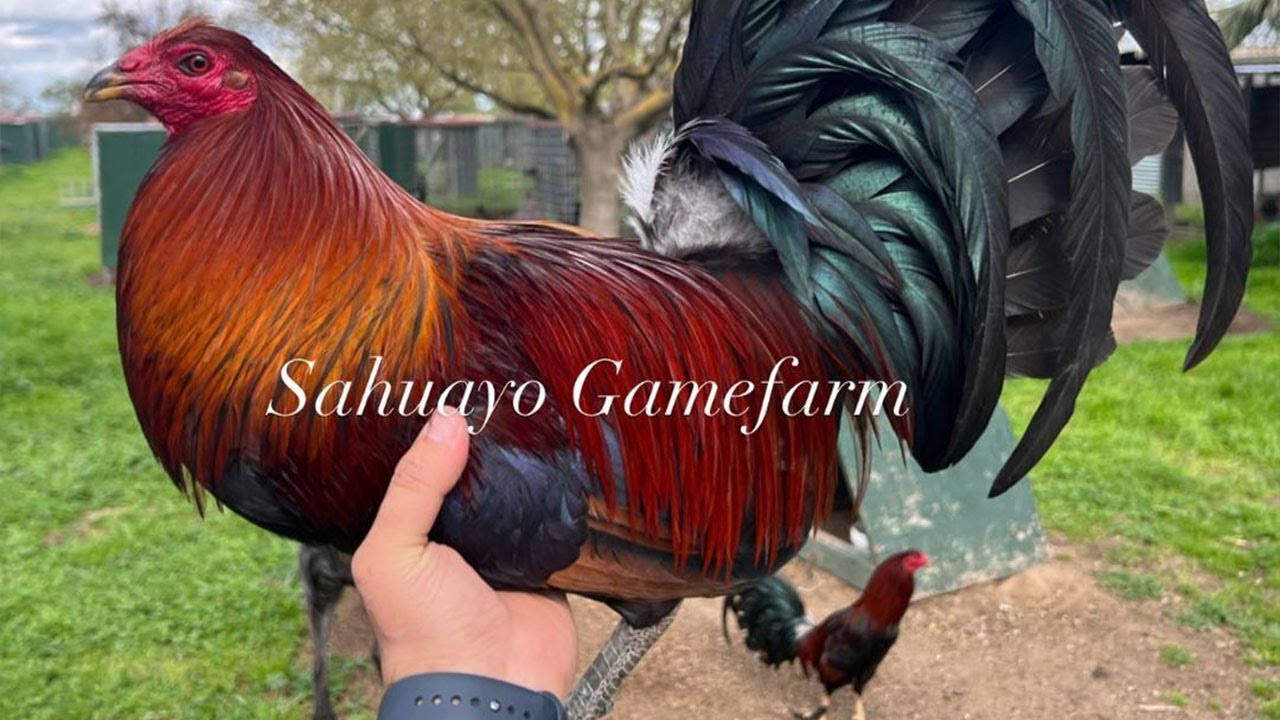Jap Leiper Hatch Grey Sweater SAHUAYO FARM Beautiful Birds - YouTube