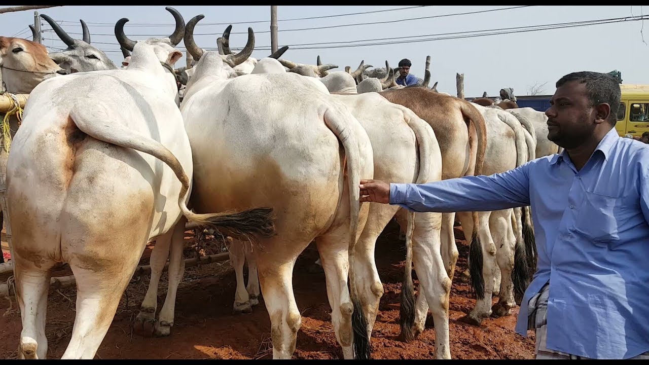 759।World record 500kg Cow wins Rajshahi City cow Show 2019।Cow cow ...