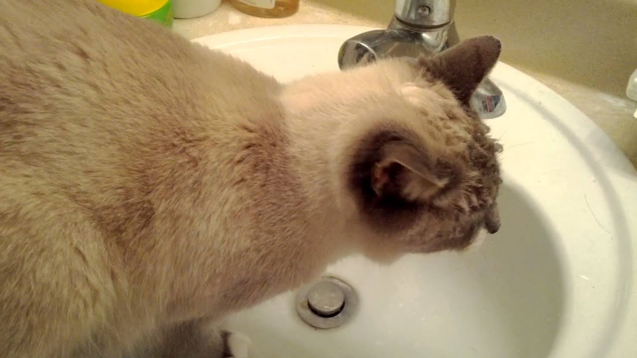 Cat enjoys water on his head - YouTube