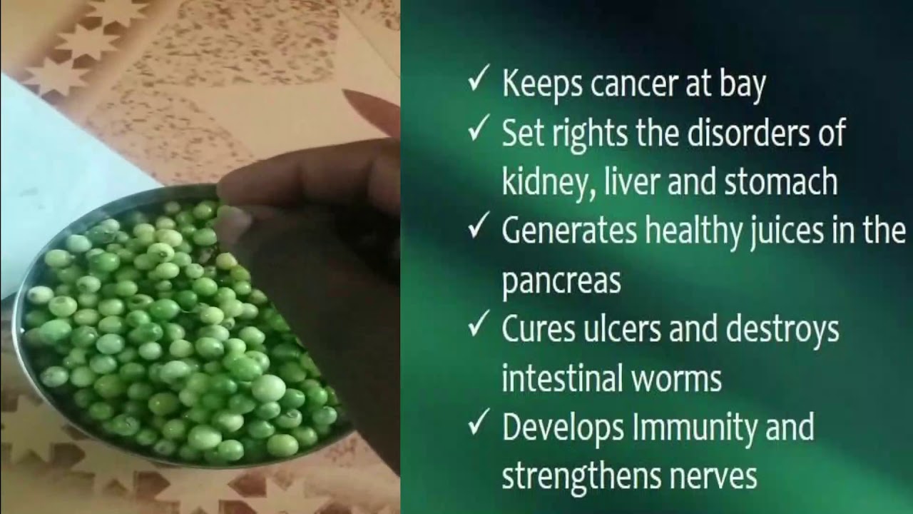 Sundakkai Turkey Berry Health Benefits And Usage Tamil YouTube sundakkai-turkey-berry-health-benefits-and-usage-tamil-youtube