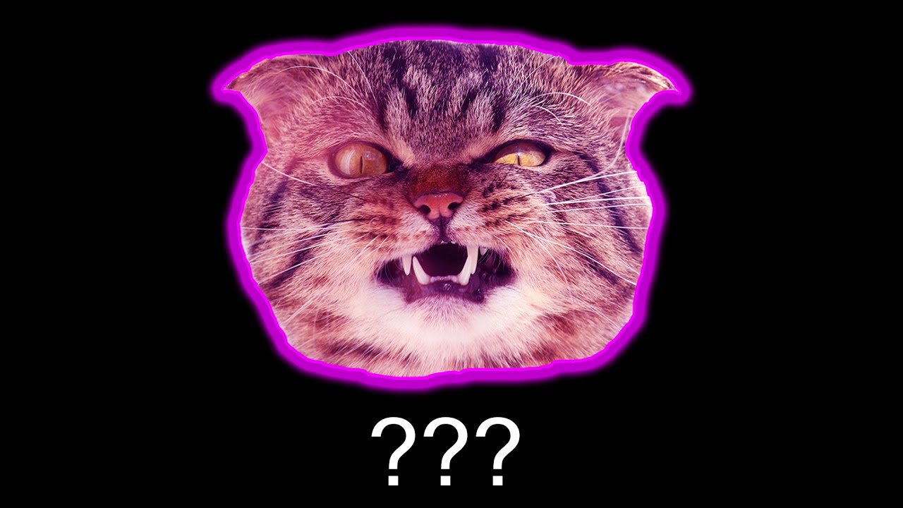 "Angry Cat" Sound Variations in 30 Seconds - YouTube