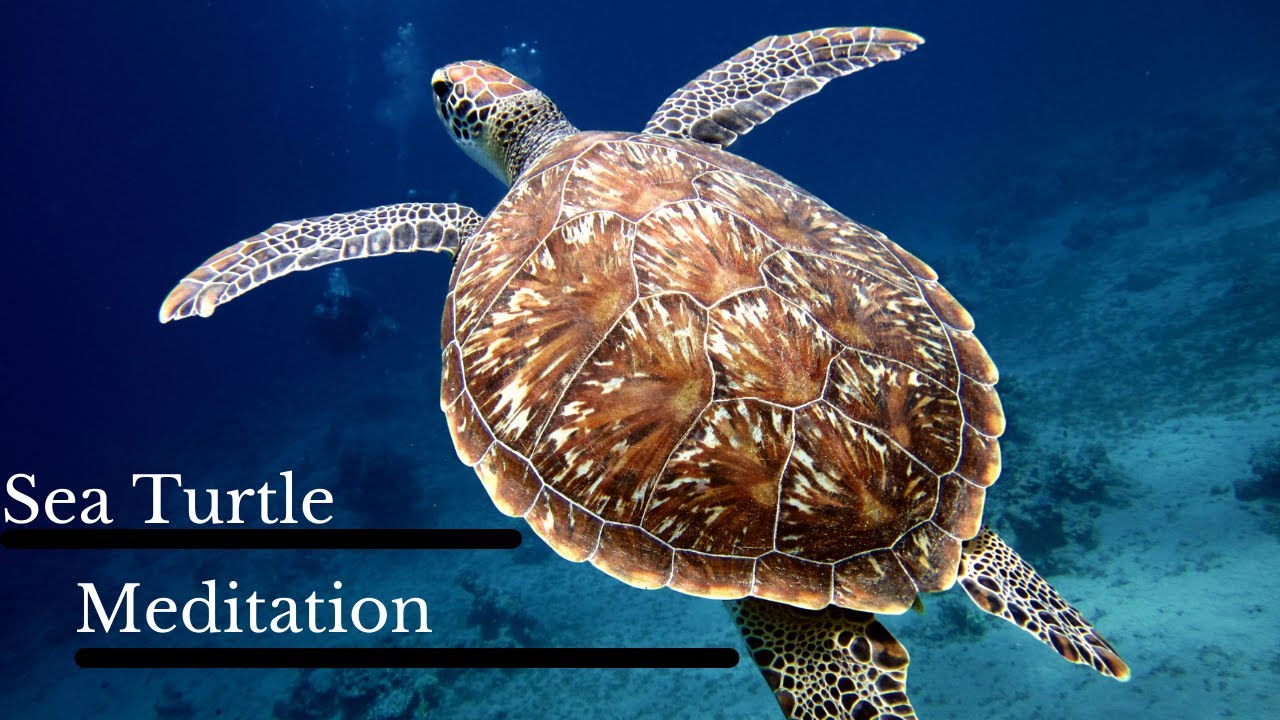 SEA TURTLE MEDITATION - YouTube