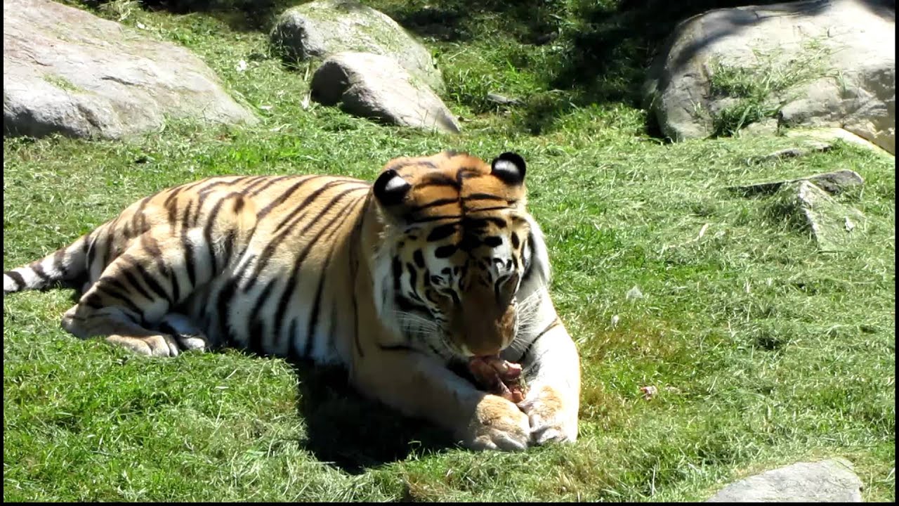 Siberian Tiger at Toronto Zoo - YouTube