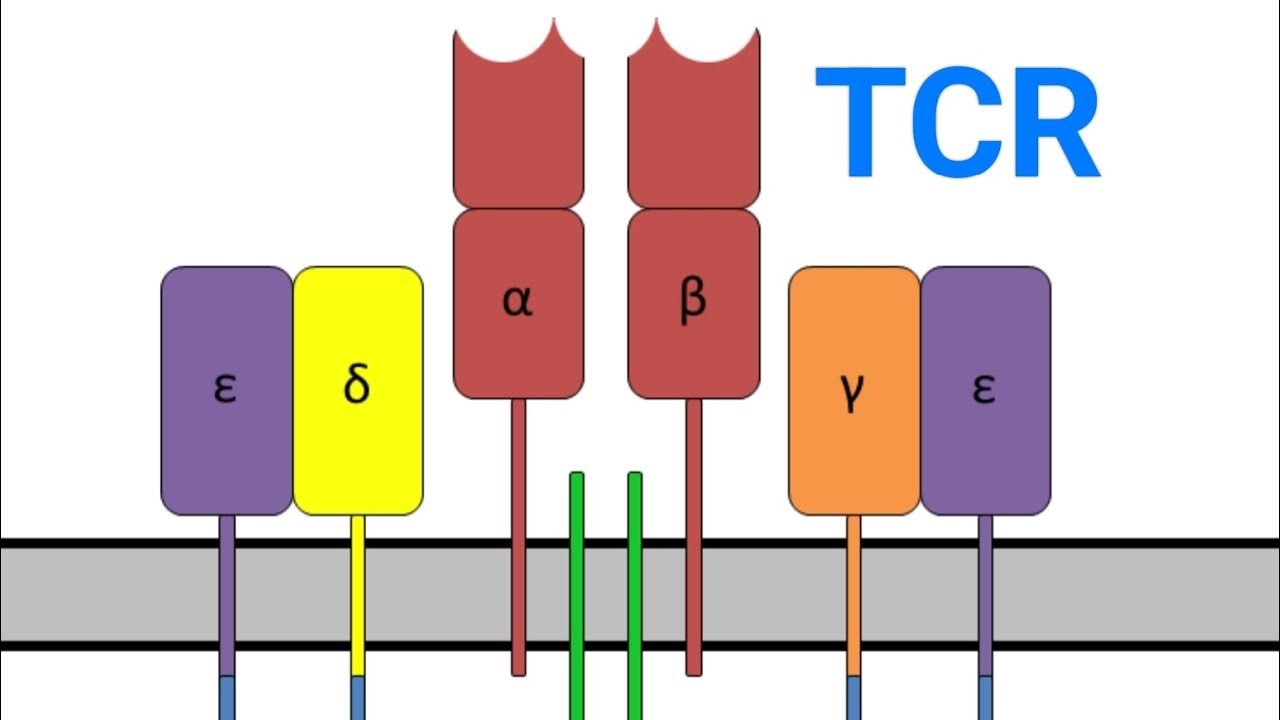 T Cell Receptor TCR Complete Explanation with Notes - YouTube