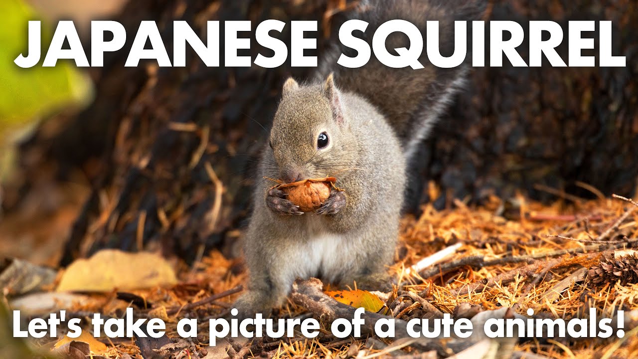 【Wildlife・4K】How to Photograph Squirrels ! : EOS R5 Mark II - YouTube