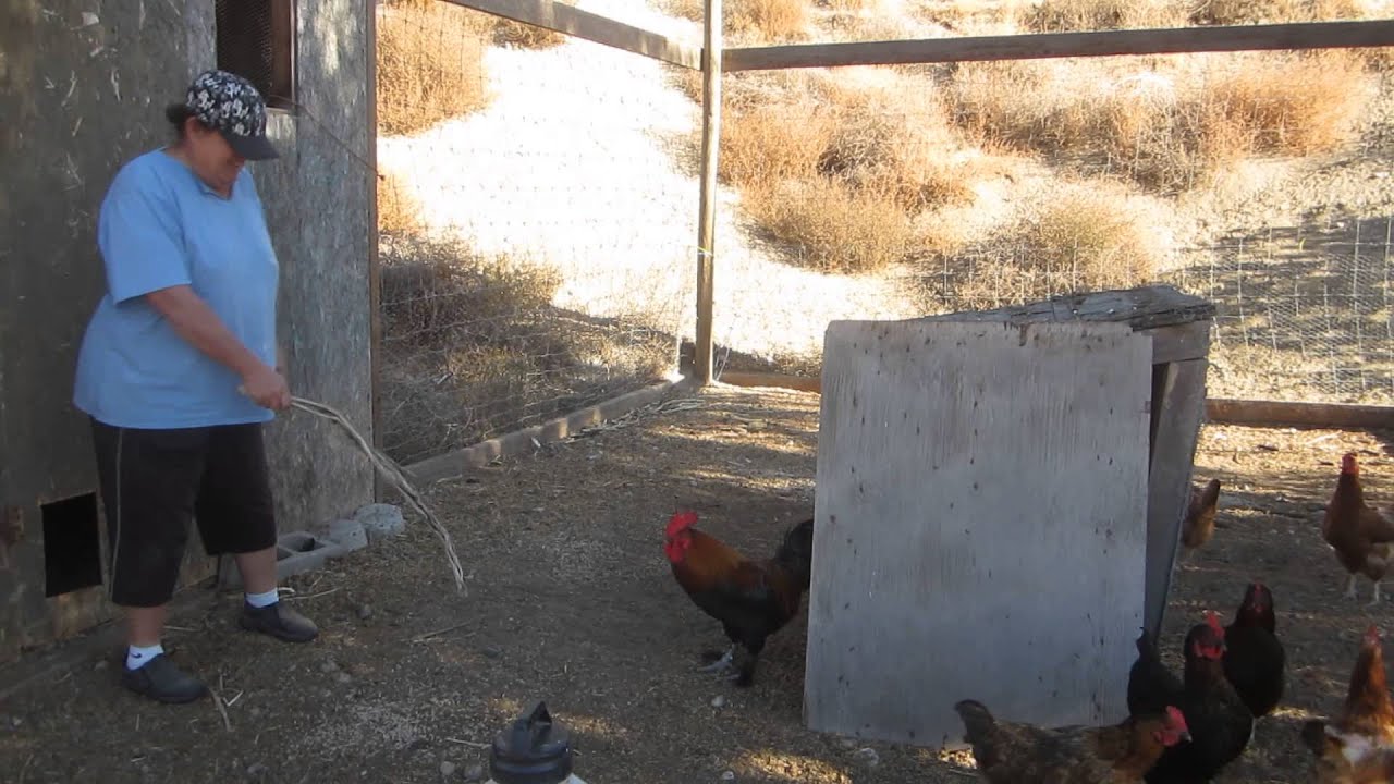 BAD ROOSTER FUNNY - YouTube