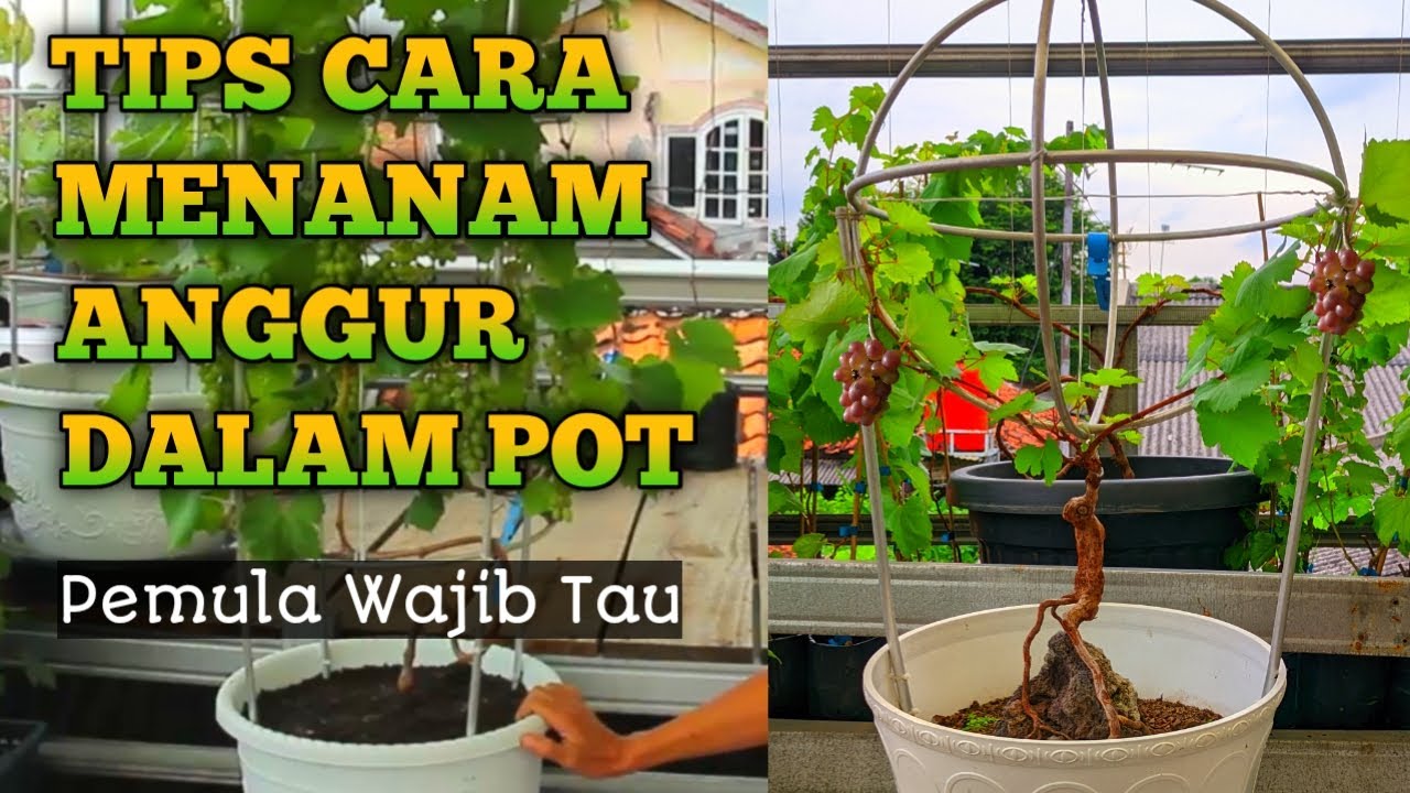 CARA MENANAM ANGGUR DI POT CEPAT BERBUAH || Bonsai Anggur - YouTube