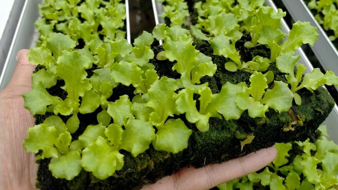 PERKEMBANGAN BENIH SELADA HIDROPONIK DARI BEJO SEED ANIZEL USIA 18 HSS ...