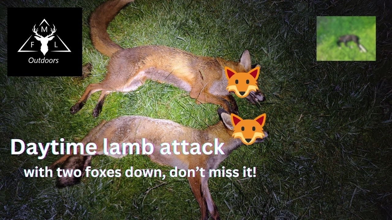MFL Outdoors - Daytime lamb attack and two foxes down - YouTube
