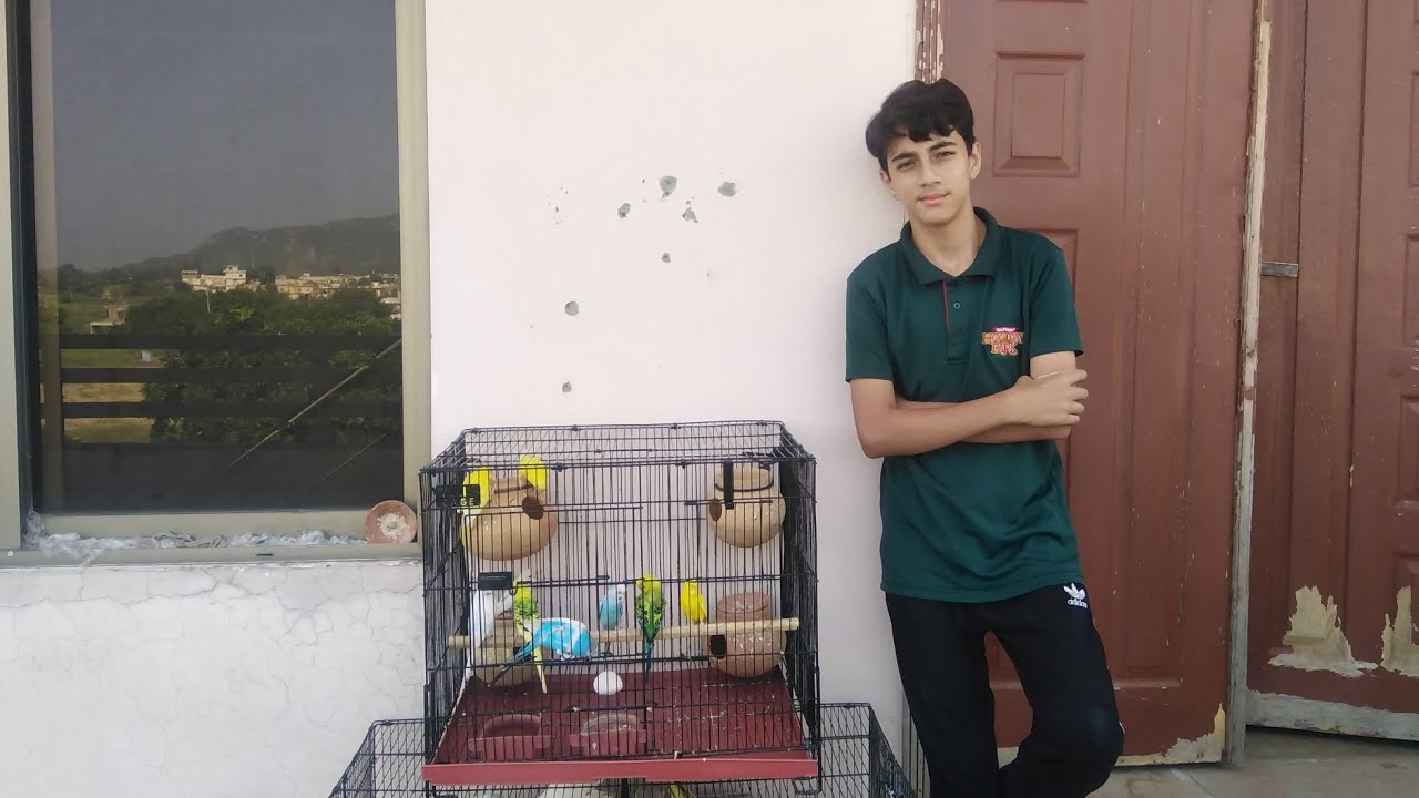 My Birds Setup😍 Youtube