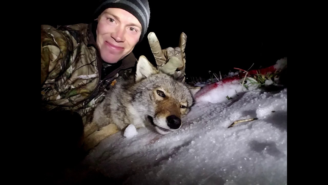 Coyote evolution - YouTube