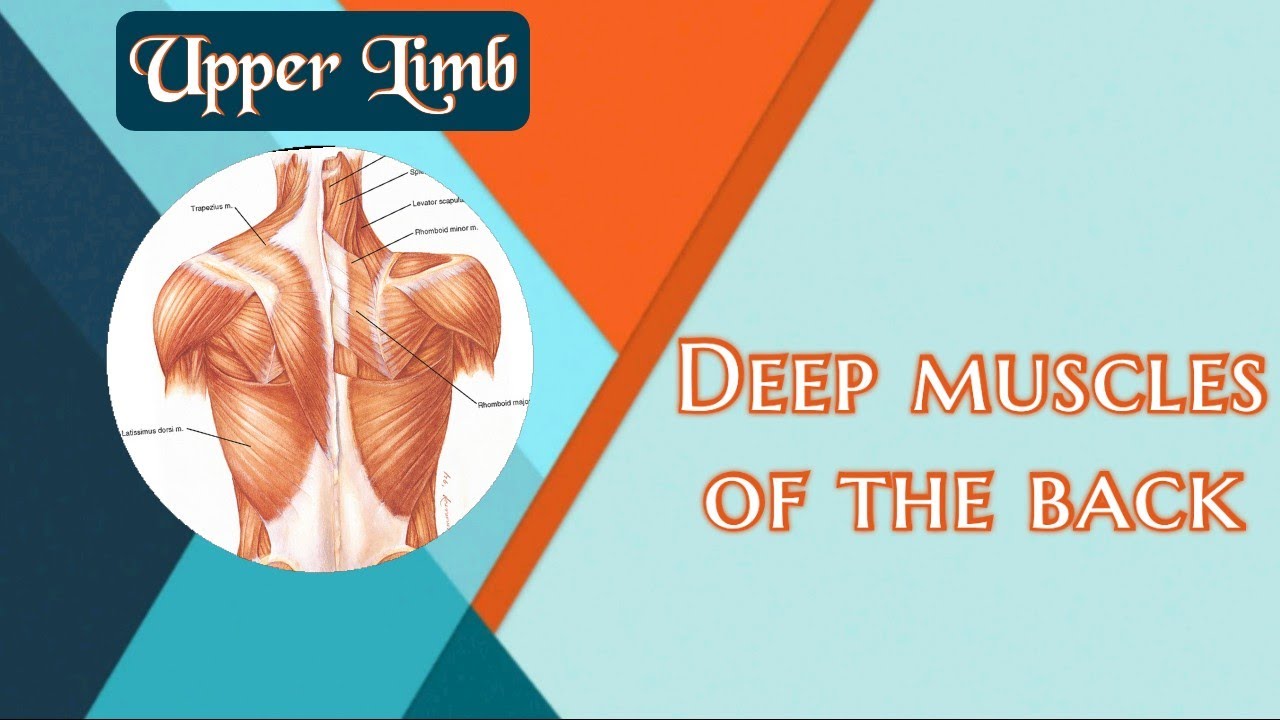 11 || Upper Limb || Deep muscles of back & Serratus anterior - YouTube