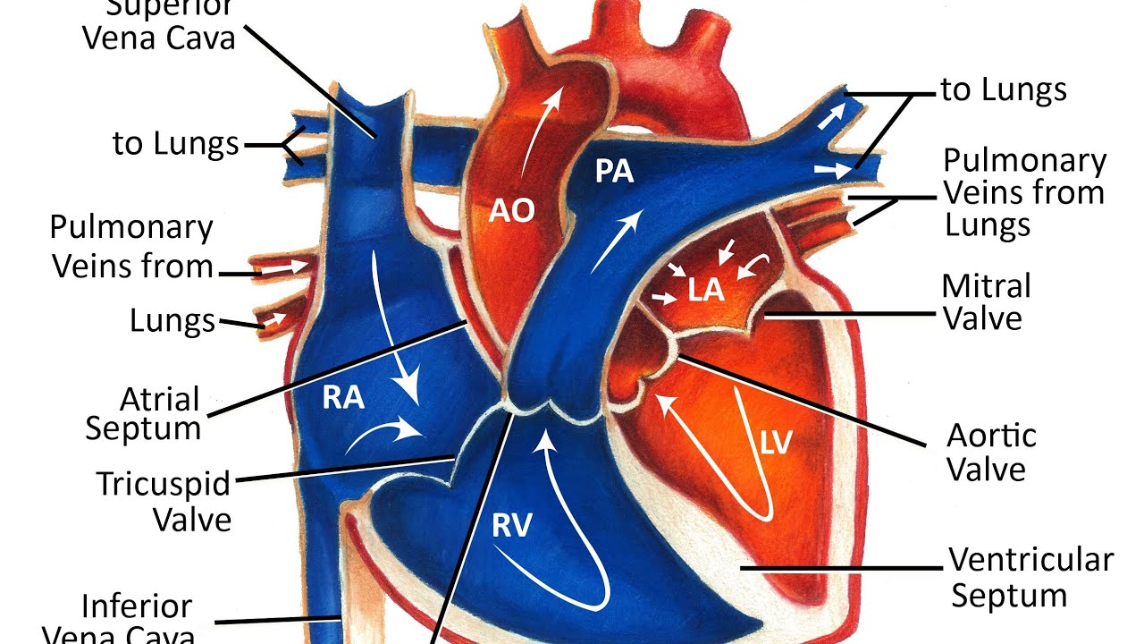 Clinical Biochemistry- second term - lec(1) HEART FUNCTION & DISEASES ...