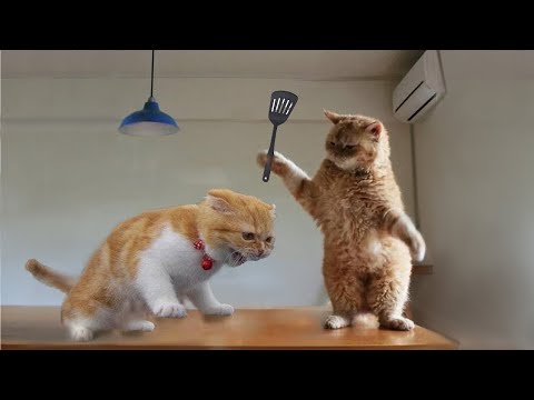 1 Hour Ultimate ▶ Cats Being Jerks 😼