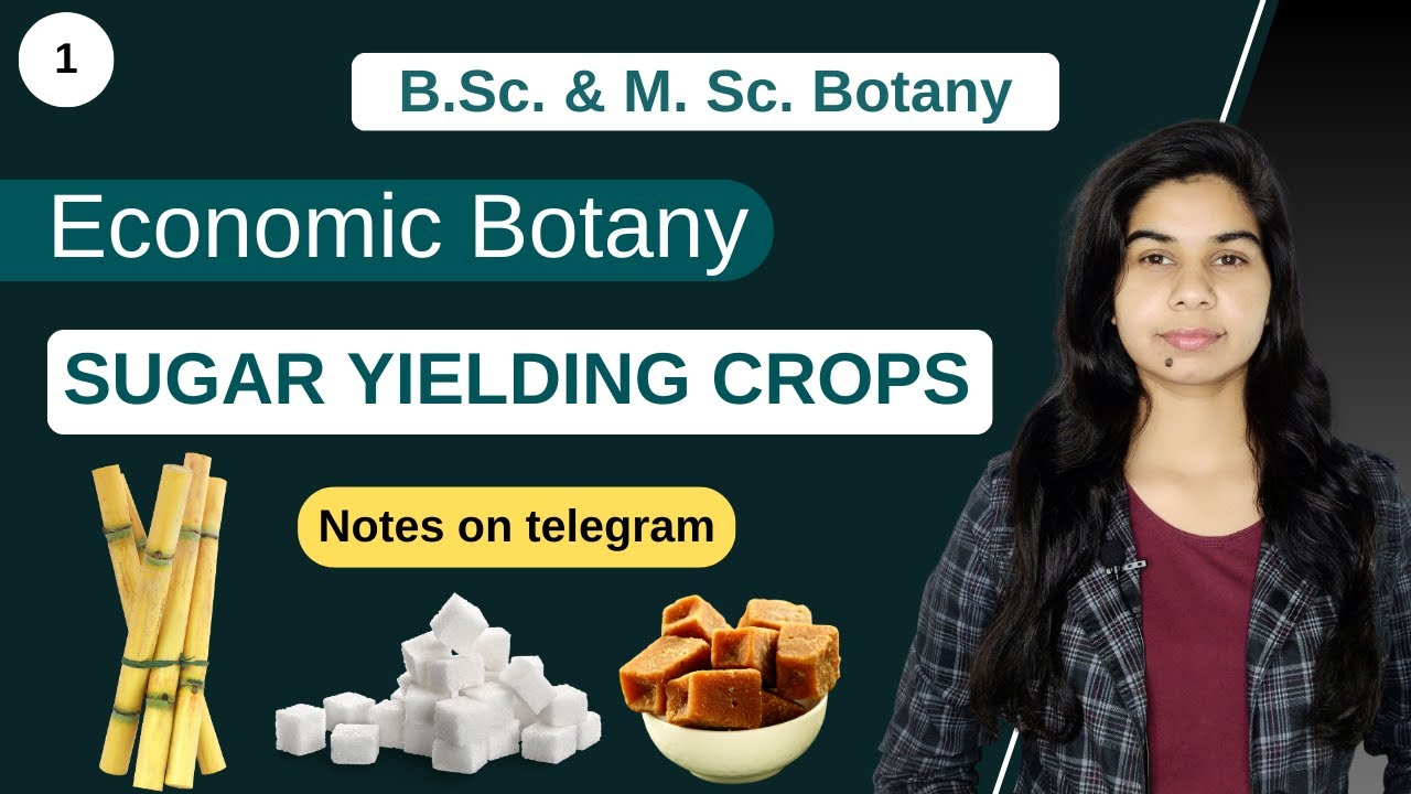 Economic Botany || SUGAR YIELDING CROPS || Botany || B. Sc. & M. Sc ...