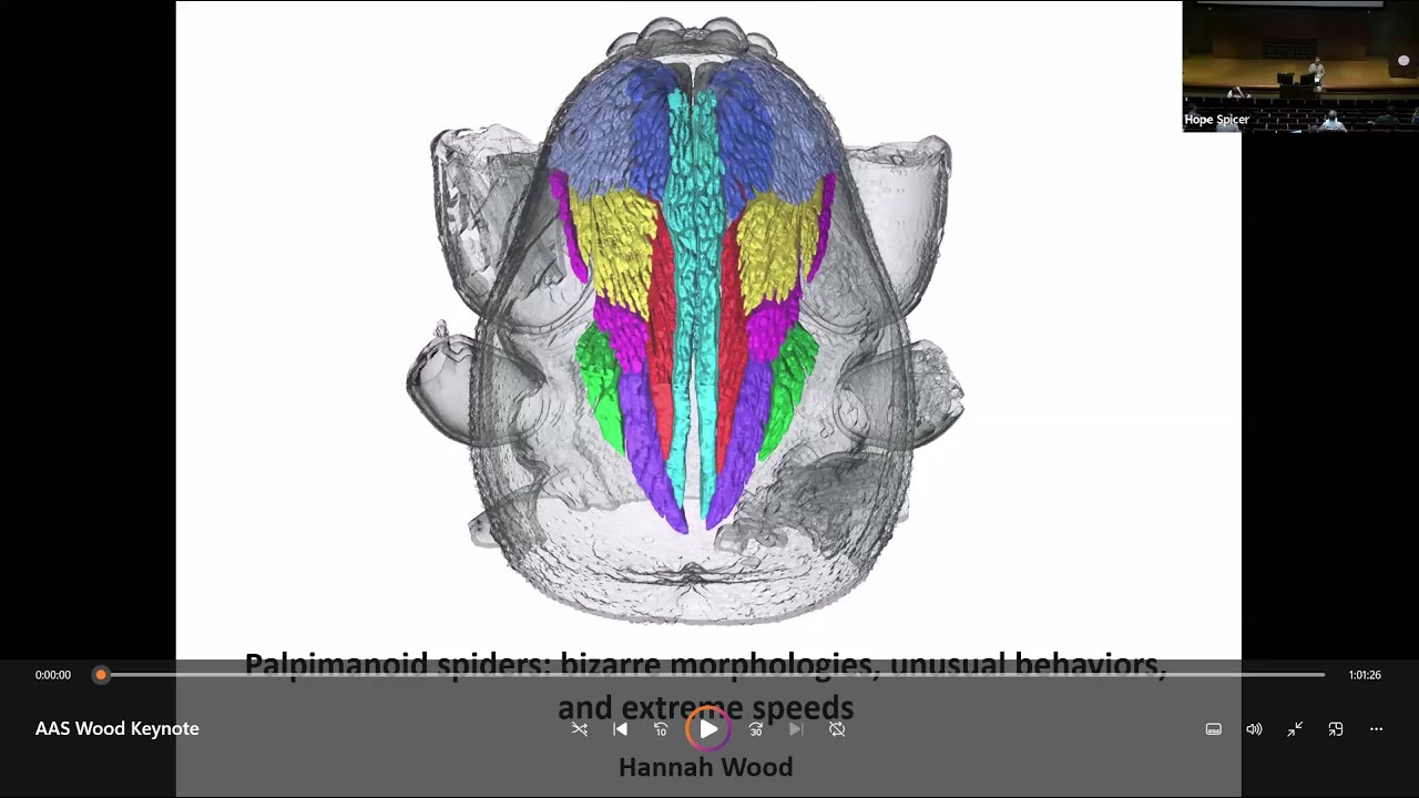 Palpimanoid spiders: bizarre morphologies, unusual behaviors, and ...