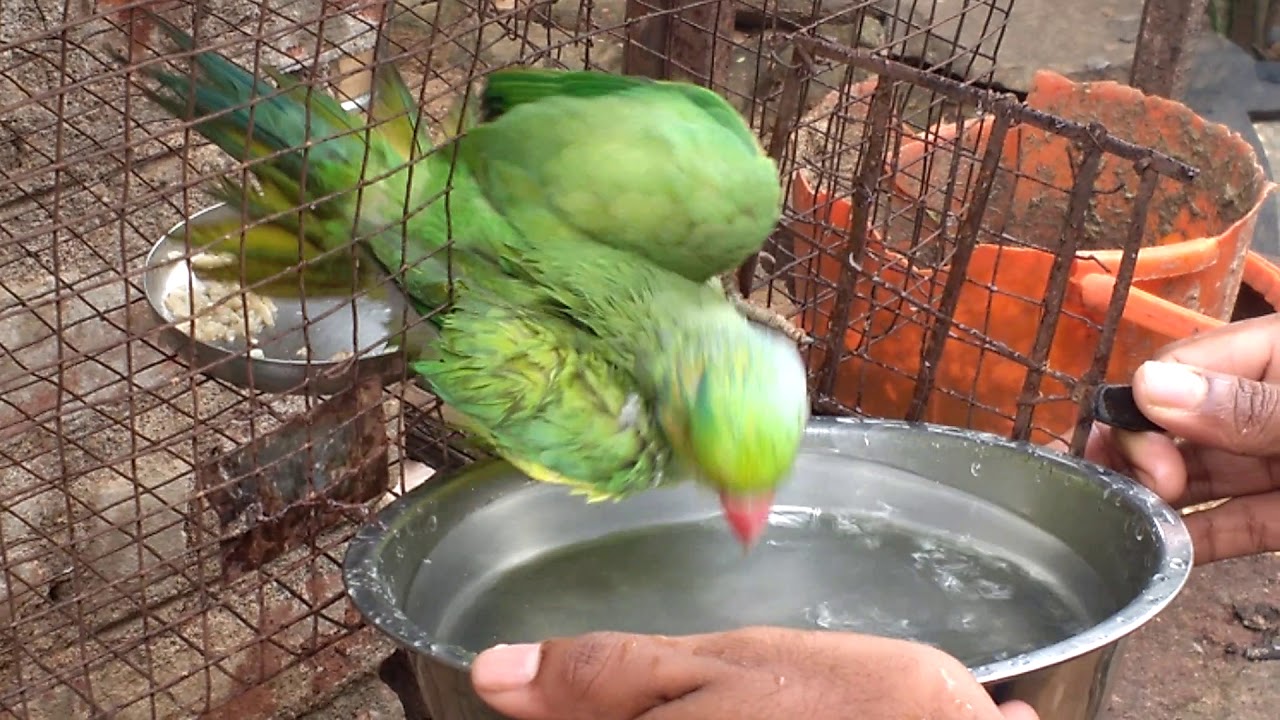 Parrot fight - YouTube
