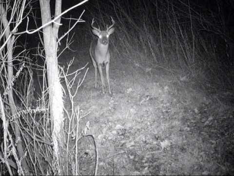 Wildgame Innovations IR4 Video - YouTube