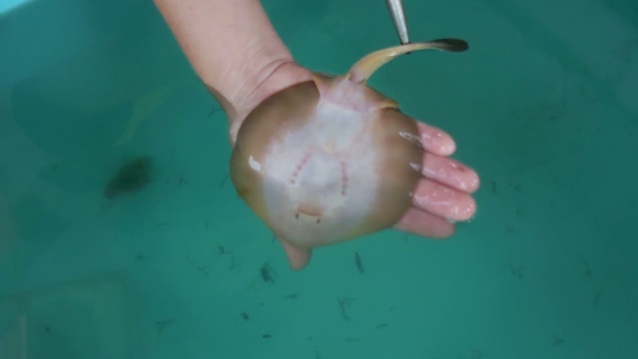 Back Bay Science Center - Measuring a Round Stingray - Newport Beach ...