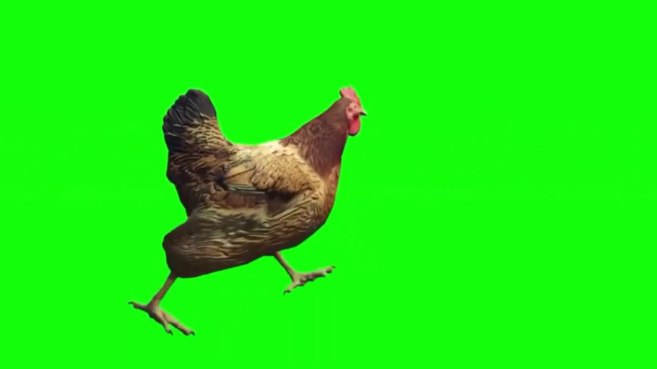 Green screen - Rooster & Pets - YouTube
