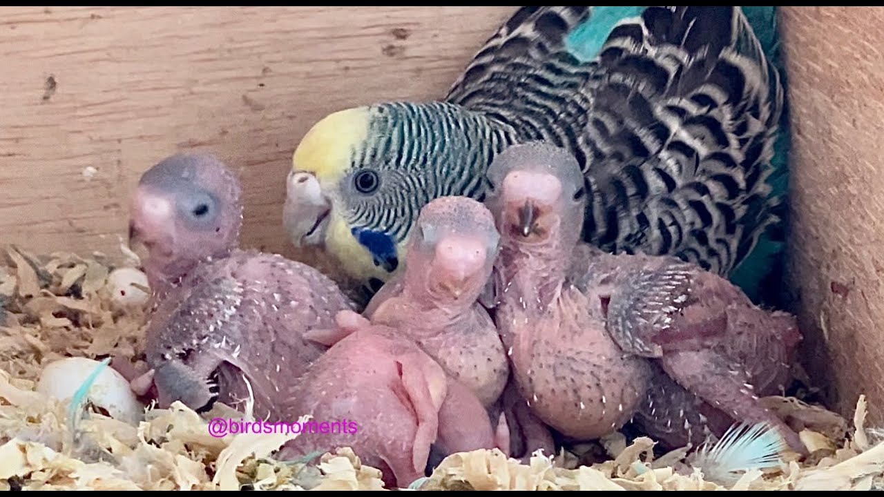 Turquoise the budgie with her five babies budgie - YouTube