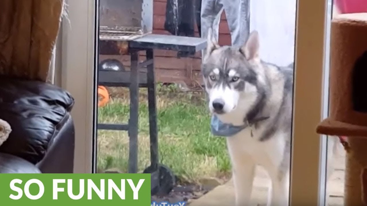 Husky cries to come inside, stays put when door is opened - YouTube