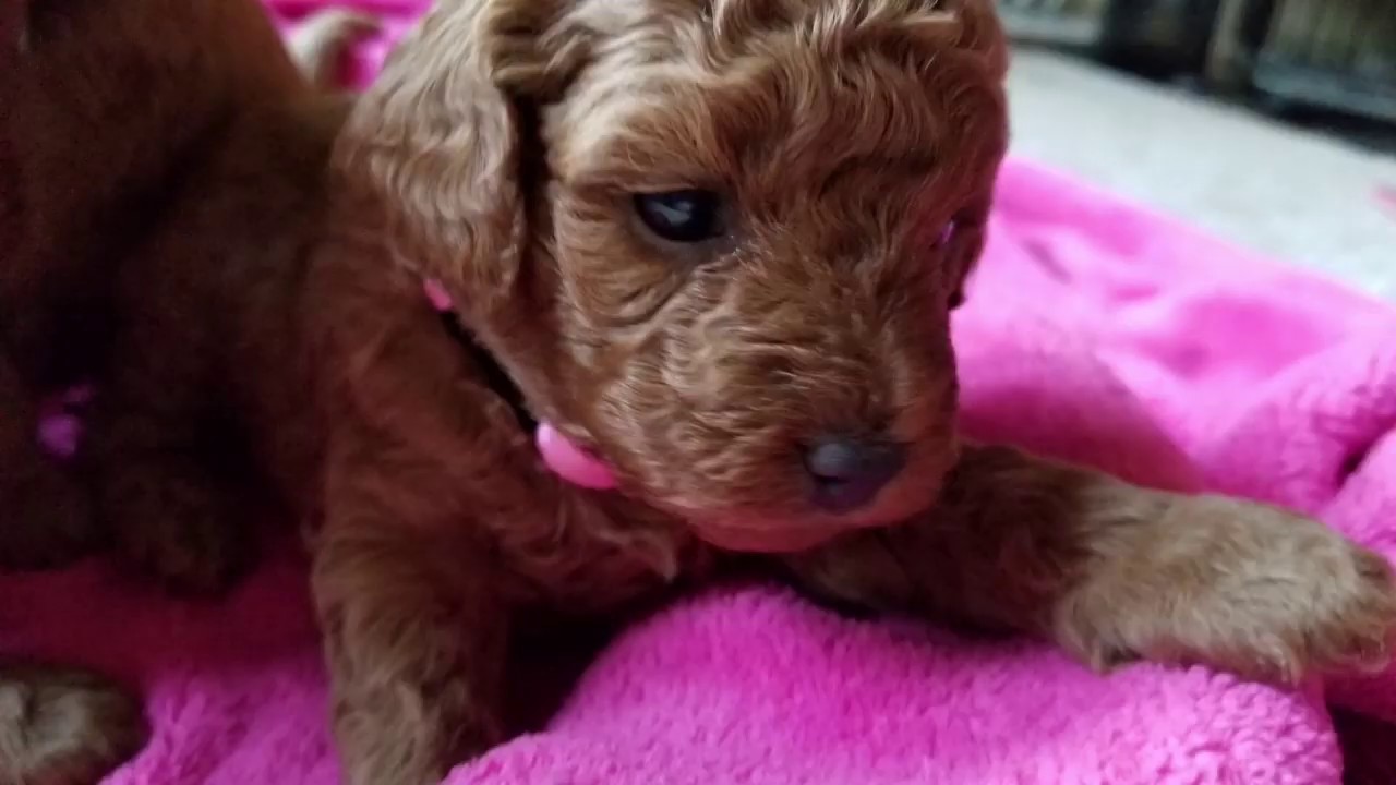 Red Miniature Labradoodles - YouTube