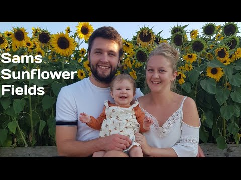 Sunflower Fields | Sams Sunflowers - YouTube