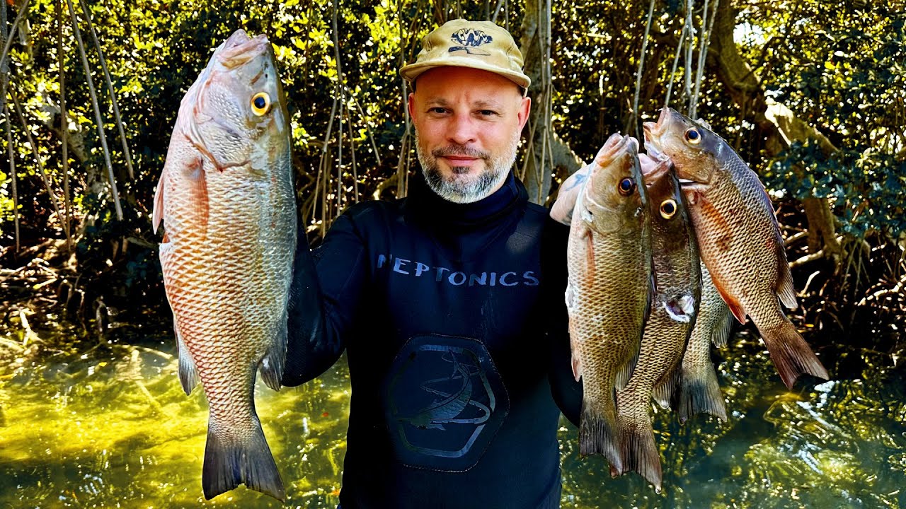 Spearfishing My BIGGEST Mangrove Snapper - YouTube