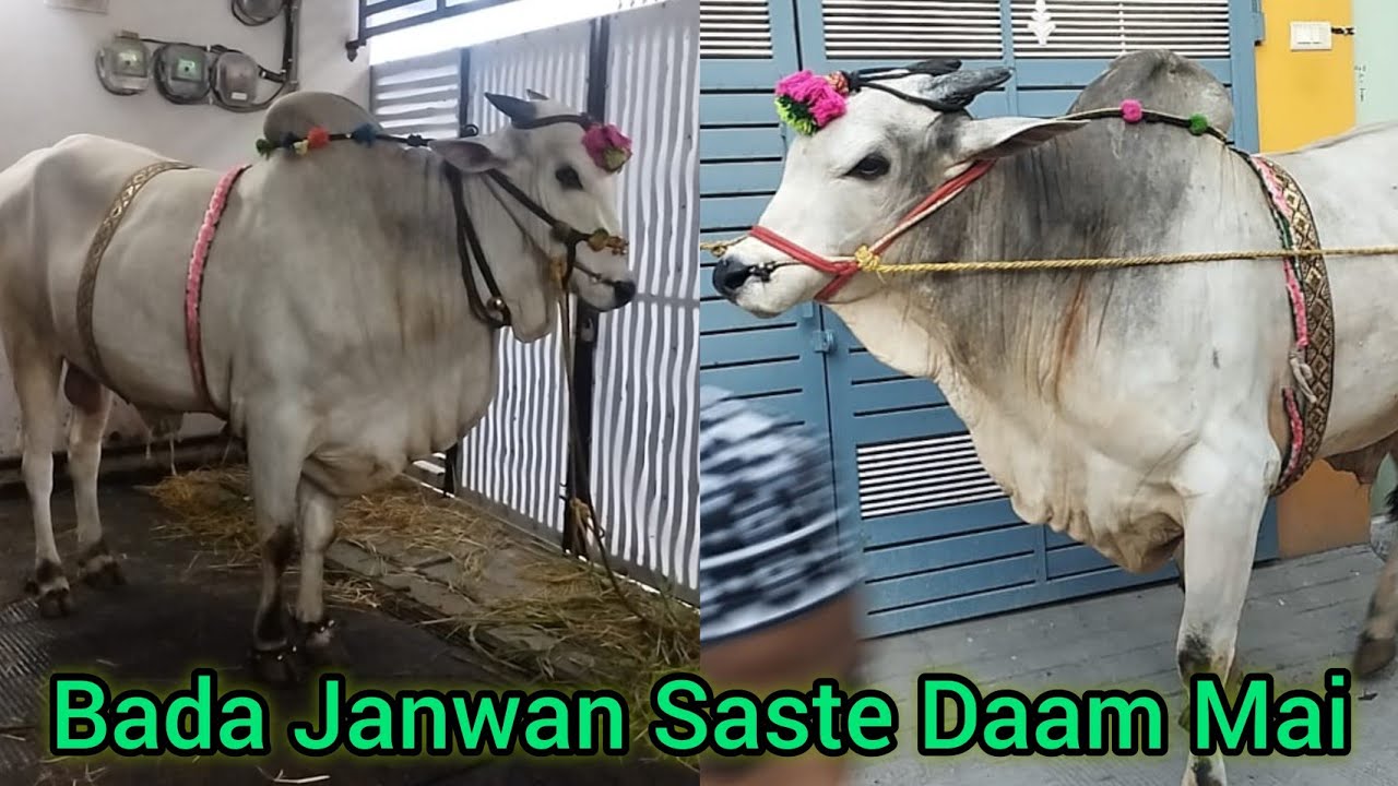 Sasta Bada Janwar | Biggest Bulls in Hyderabad | Pure Ongole Bulls ...