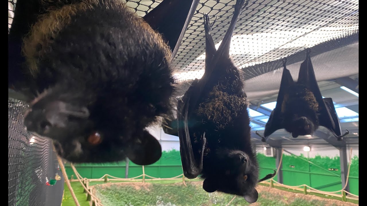 Meet the Mega Fruit Bats & their Keepers - LIVE Q&A - YouTube