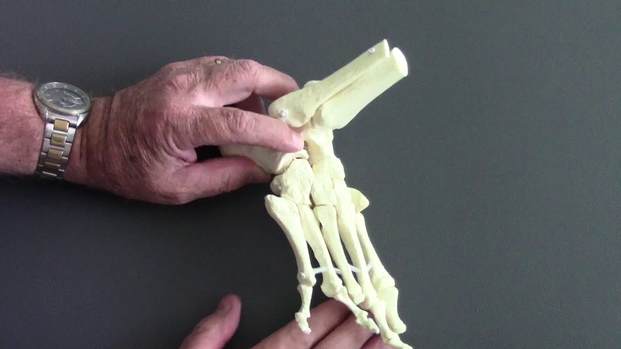 Cuboid Superior and Inferior Glide Mobilization - YouTube