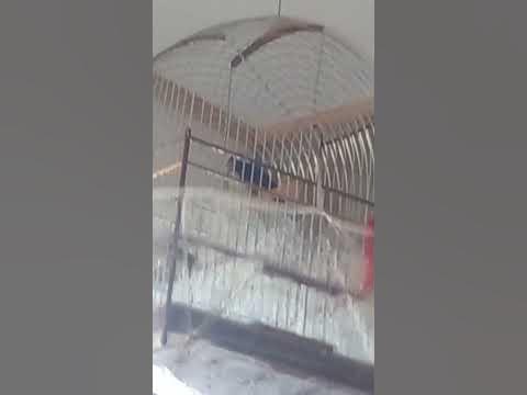 mooi slag picolet. - YouTube