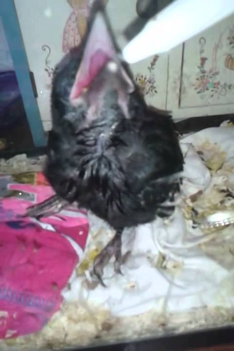 How to take care of a baby crow - YouTube