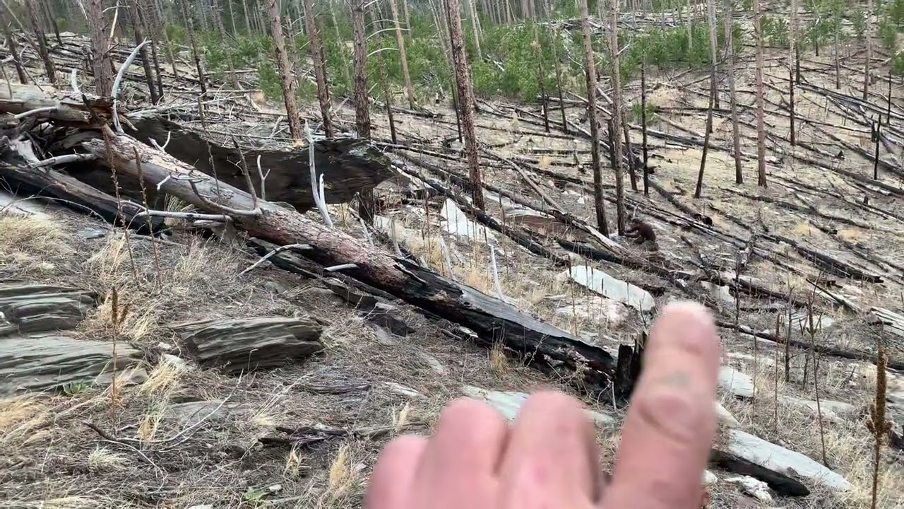 Biblical Tree Remains, 6 of 9 - YouTube