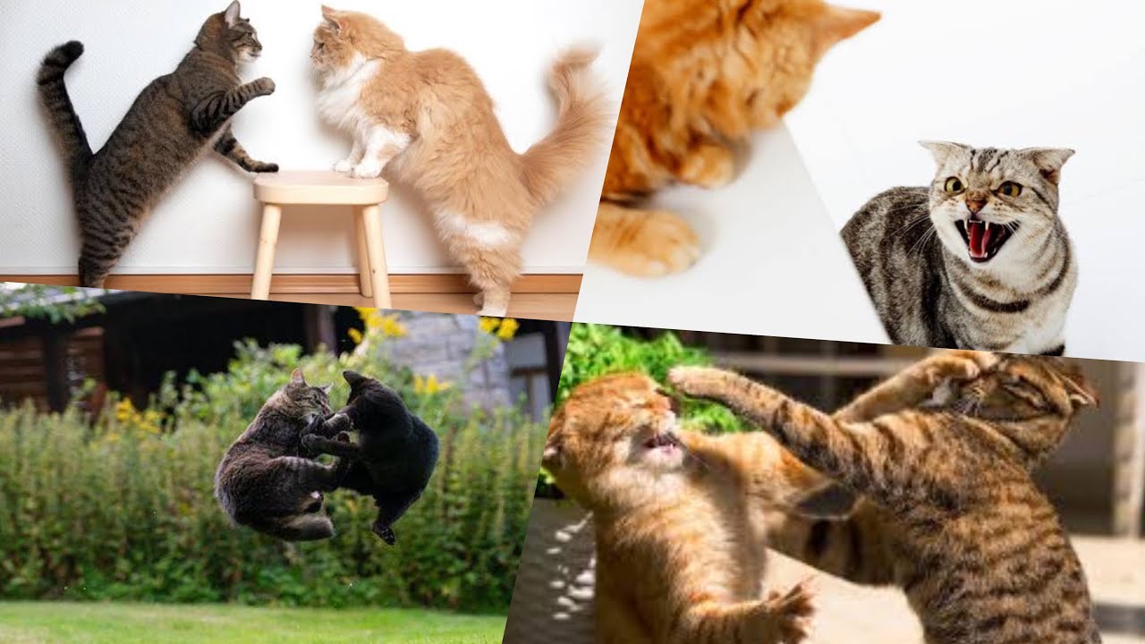 Lihatlah ini,kucing berkelahi dan mengeluarkan suara ngeong yang sangat ...
